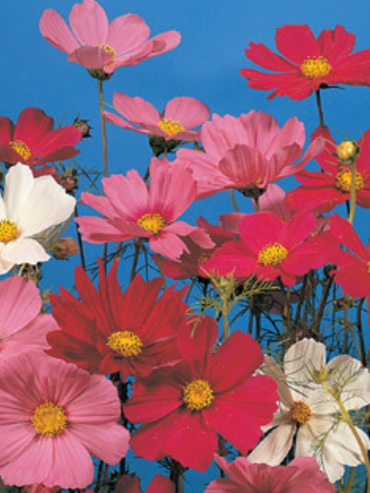 Plant an Emilie Loring Garden This Year – The Emilie Loring Collection